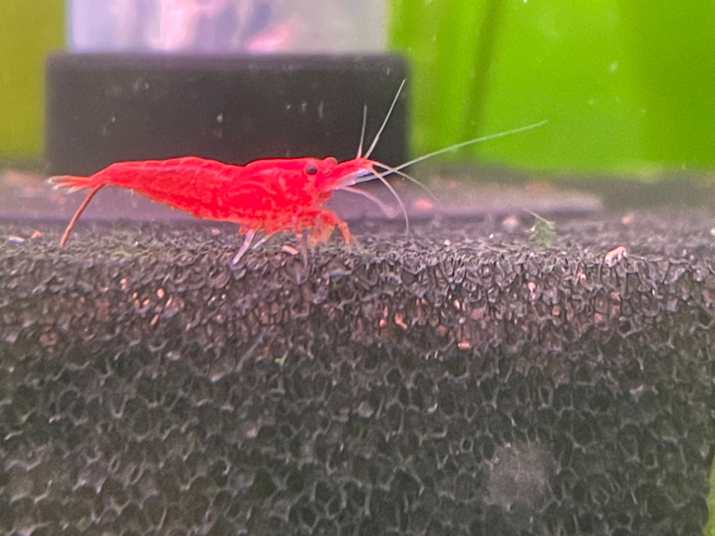 Live Shrimp
