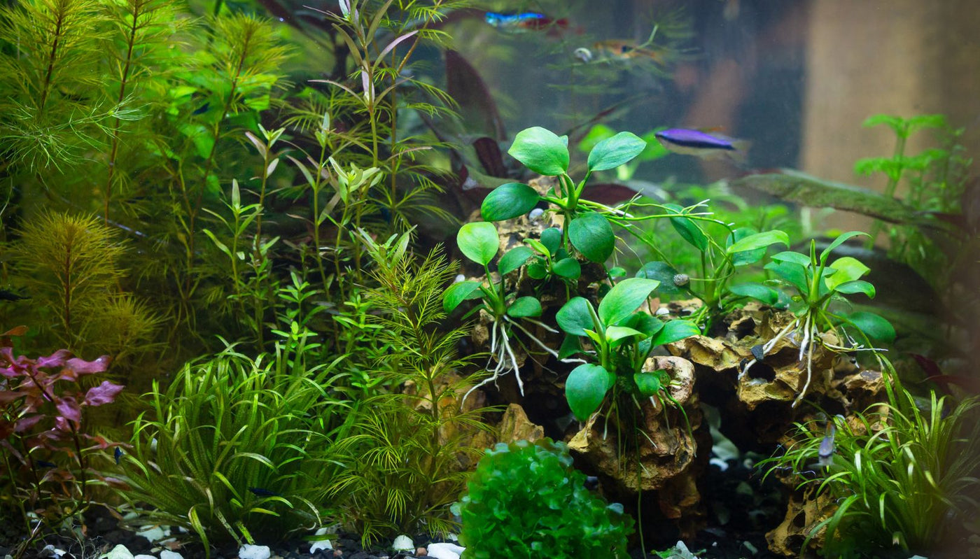 AquaFlora Canada: Elevate Your Tank with Live Aquarium Plants