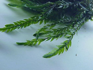 “Willow Moss” - Fontinalis antipyretica