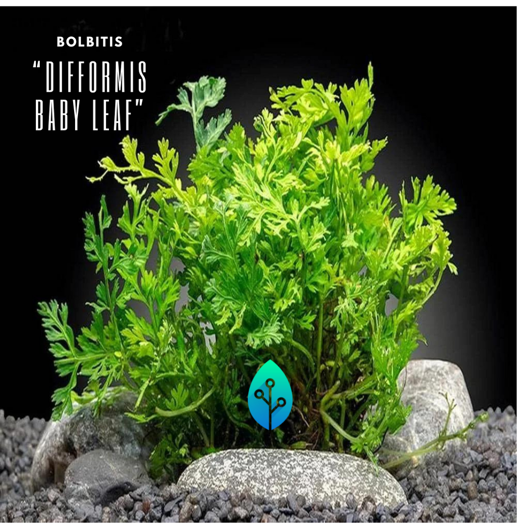 Bolbitis Difformis "Baby Leaf"
