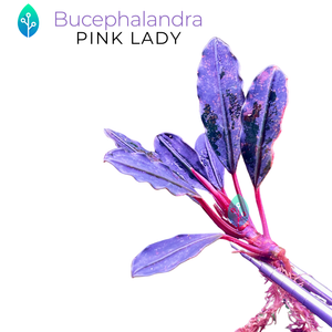 Bucephalandra "Pink Lady" - Rare