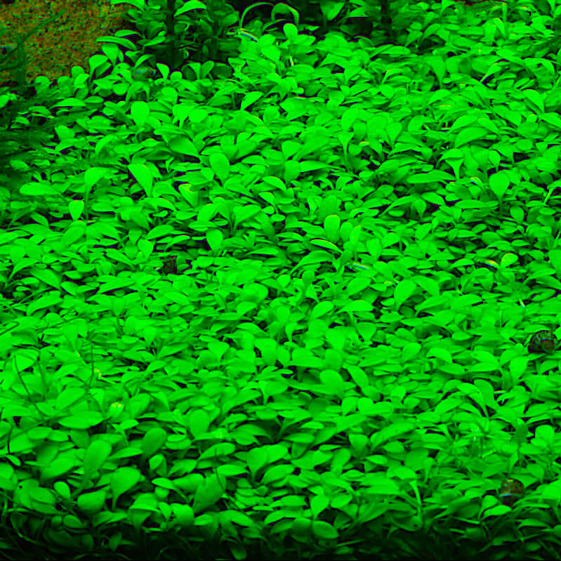 Glossostigma Elatinoides mat - 8cm x 10cm