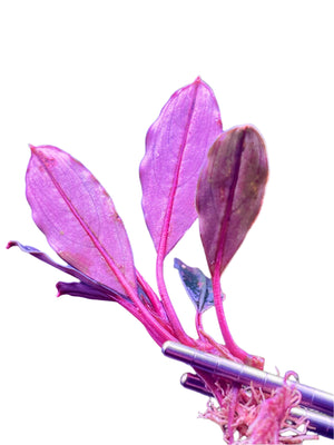 Bucephalandra "Pink Lady" - Rare