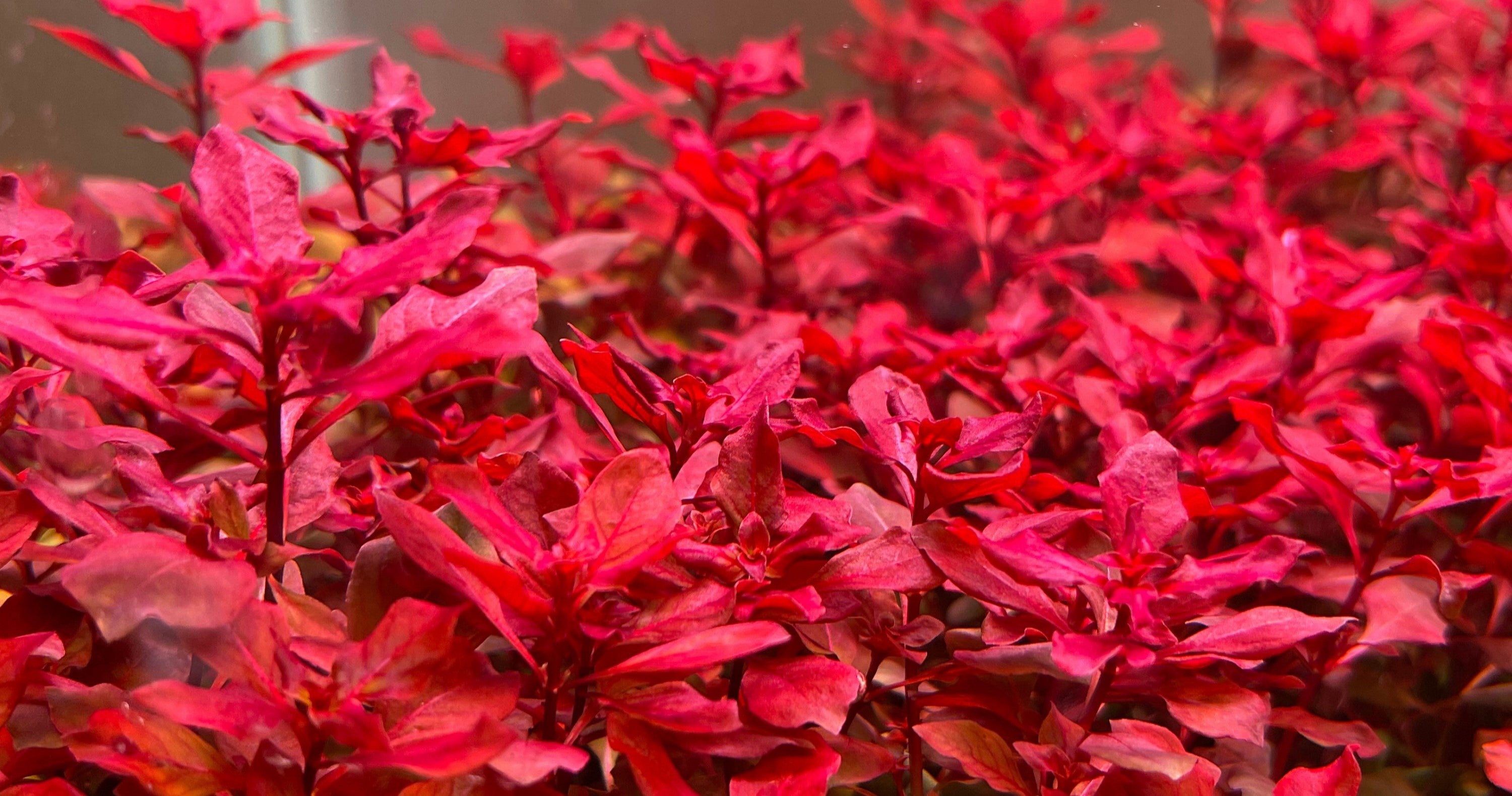 AquaFlora Canada: Elevate Your Tank with Live Aquarium Plants