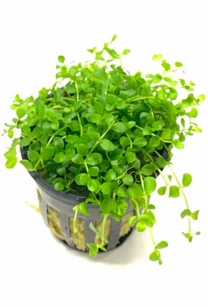 Monte Carlo - Micranthemum Tweediei- Potted