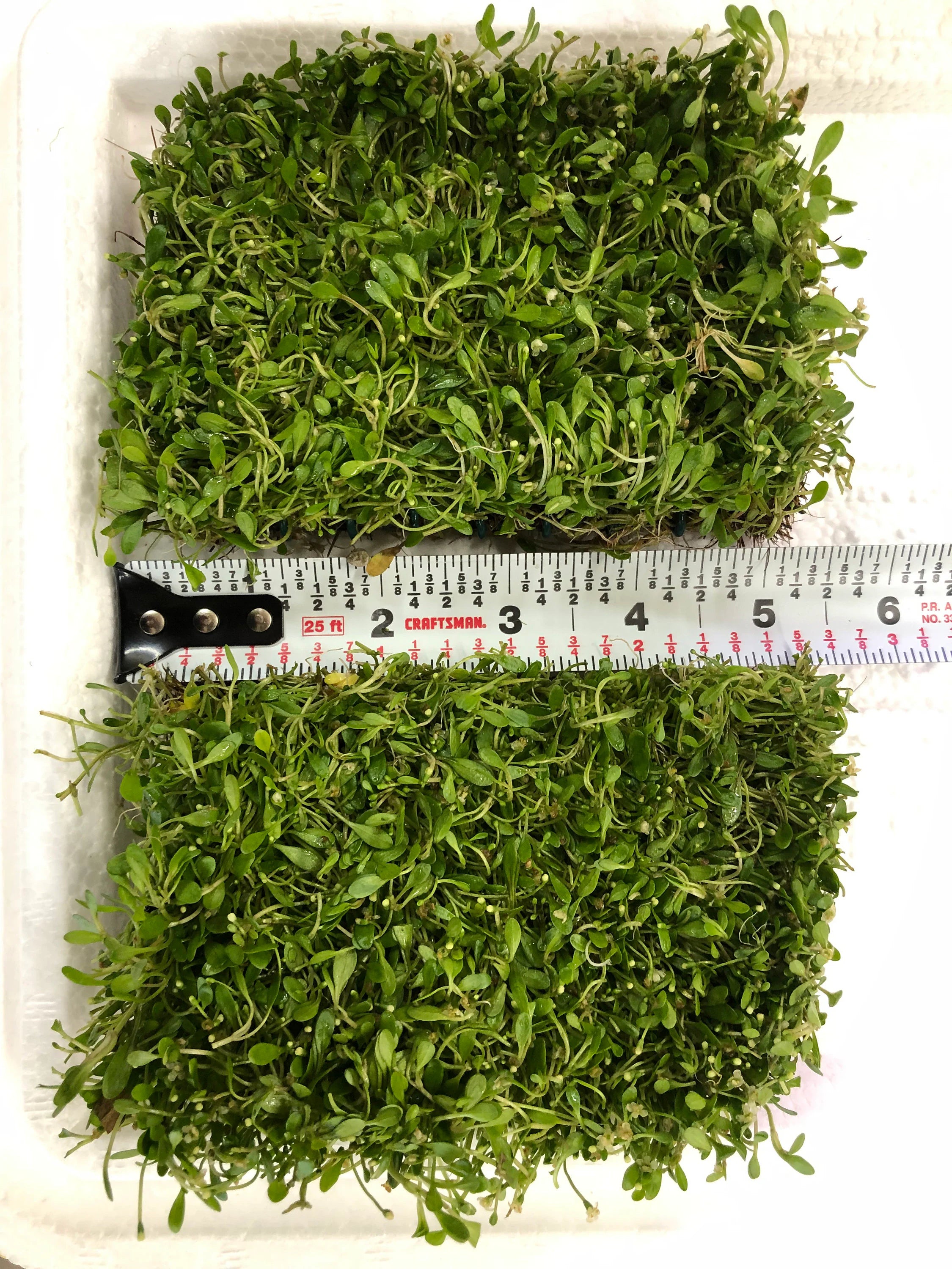 Glossostigma Elatinoides mat - 8cm x 10cm