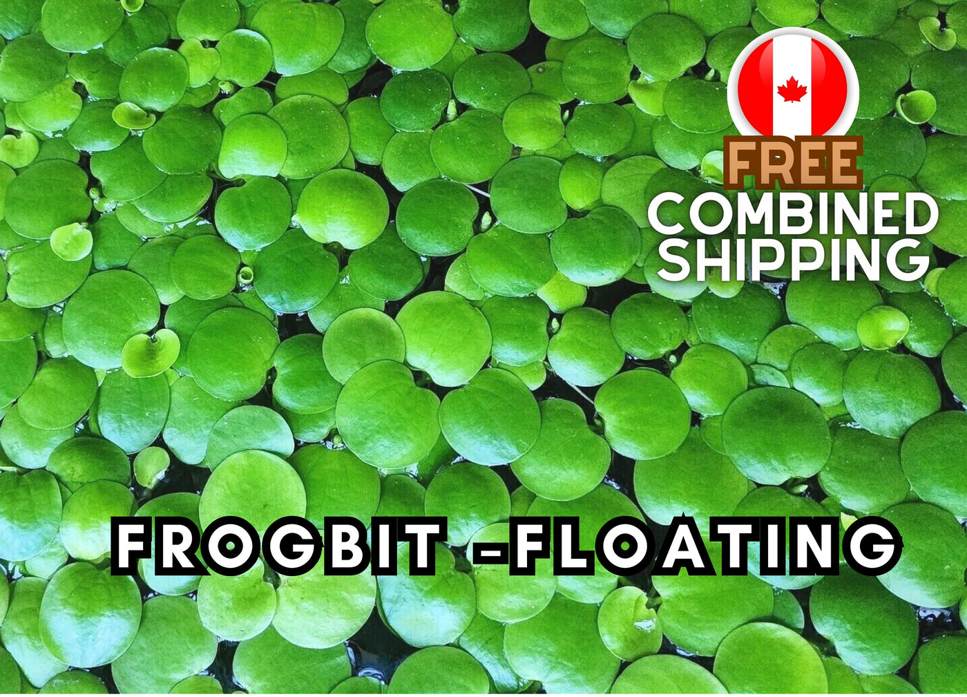 Floating Plants - Frogbit