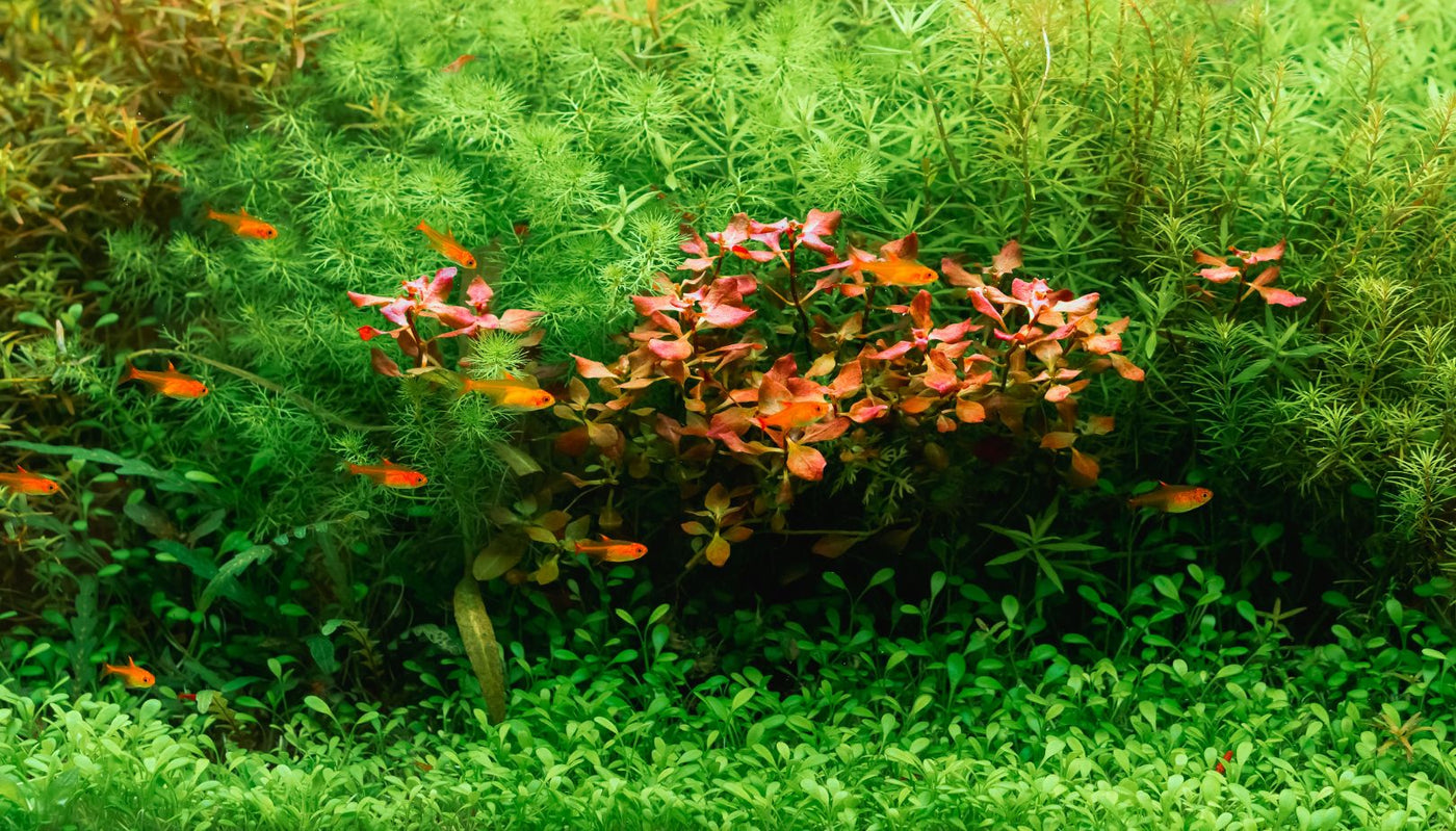 AquaFlora Canada: Elevate Your Tank with Live Aquarium Plants
