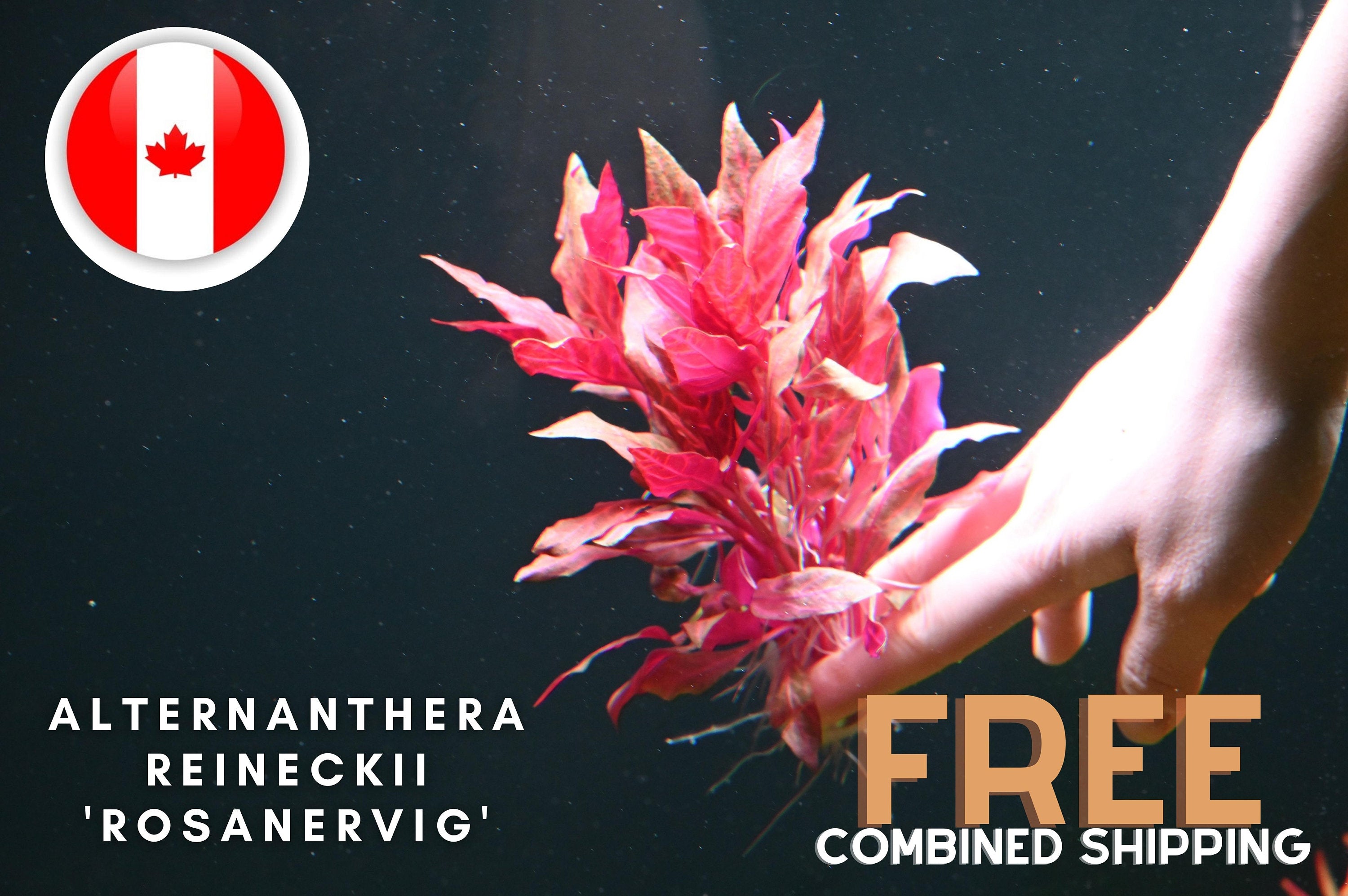 Hygrophila Polysperma