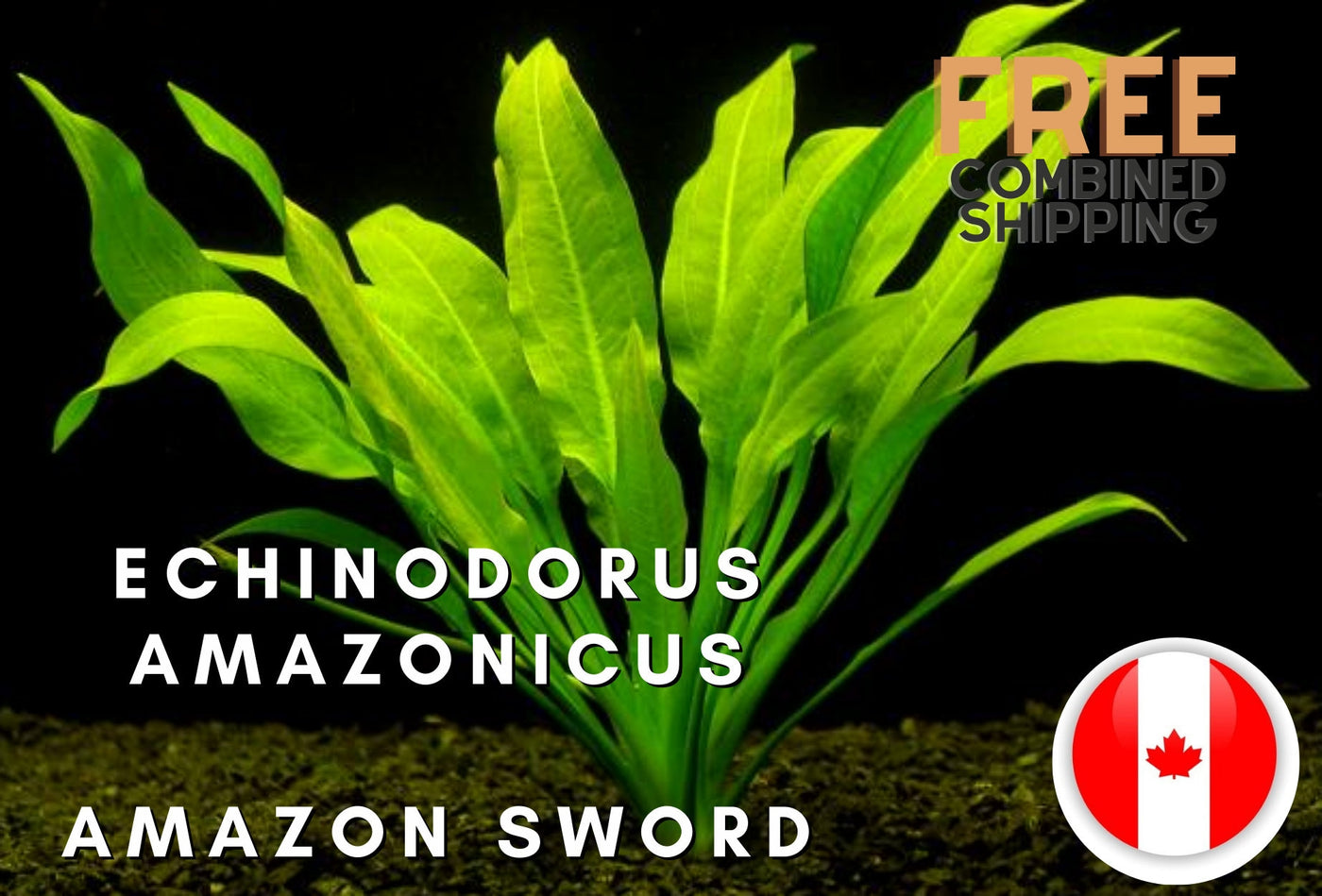 Echinodorus Amazonicus - Amazon sword