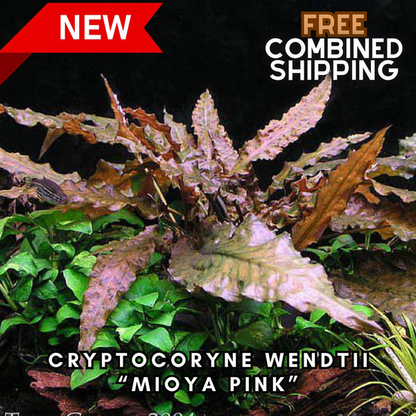 AquaFlora Canada: Get Nature's Beauty with Cryptocoryne Parva